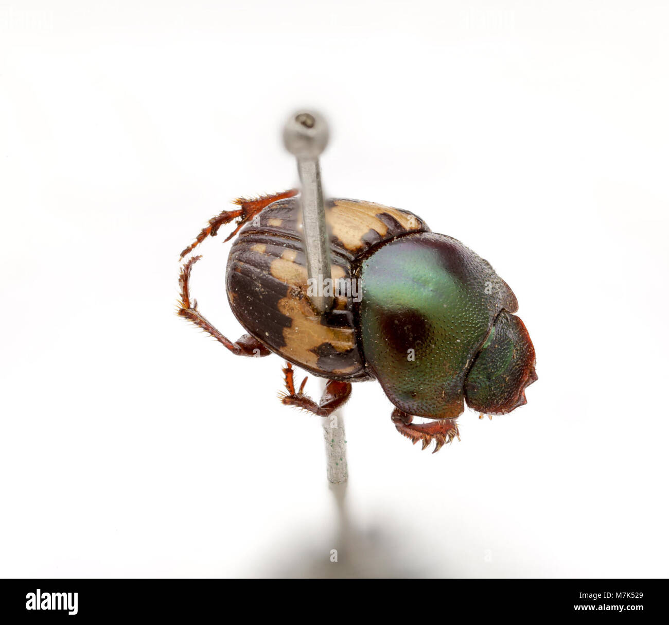 An image of *Onthophagus elegans*, a species of dung beetle, captured ...