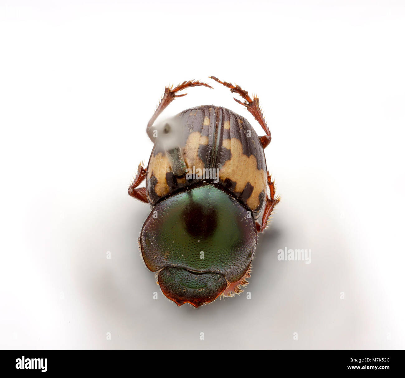 This image features *Onthophagus elegans*, a species of dung beetle ...