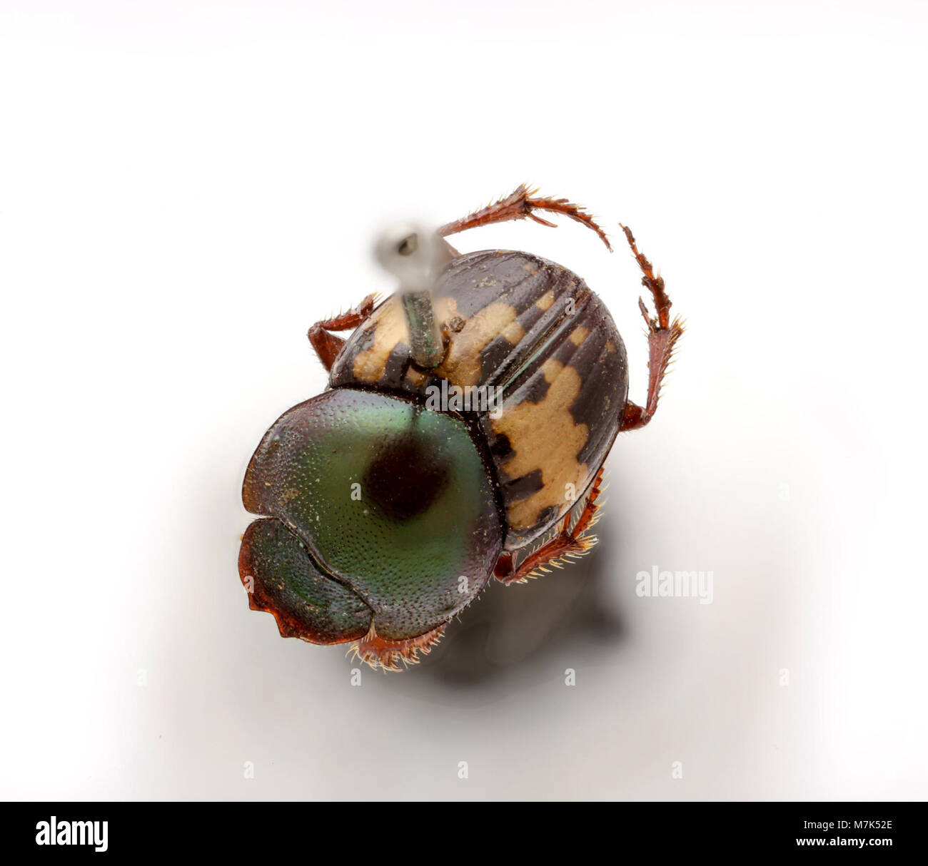 Onthophagus elegans, a species of dung beetle, is depicted in this ...