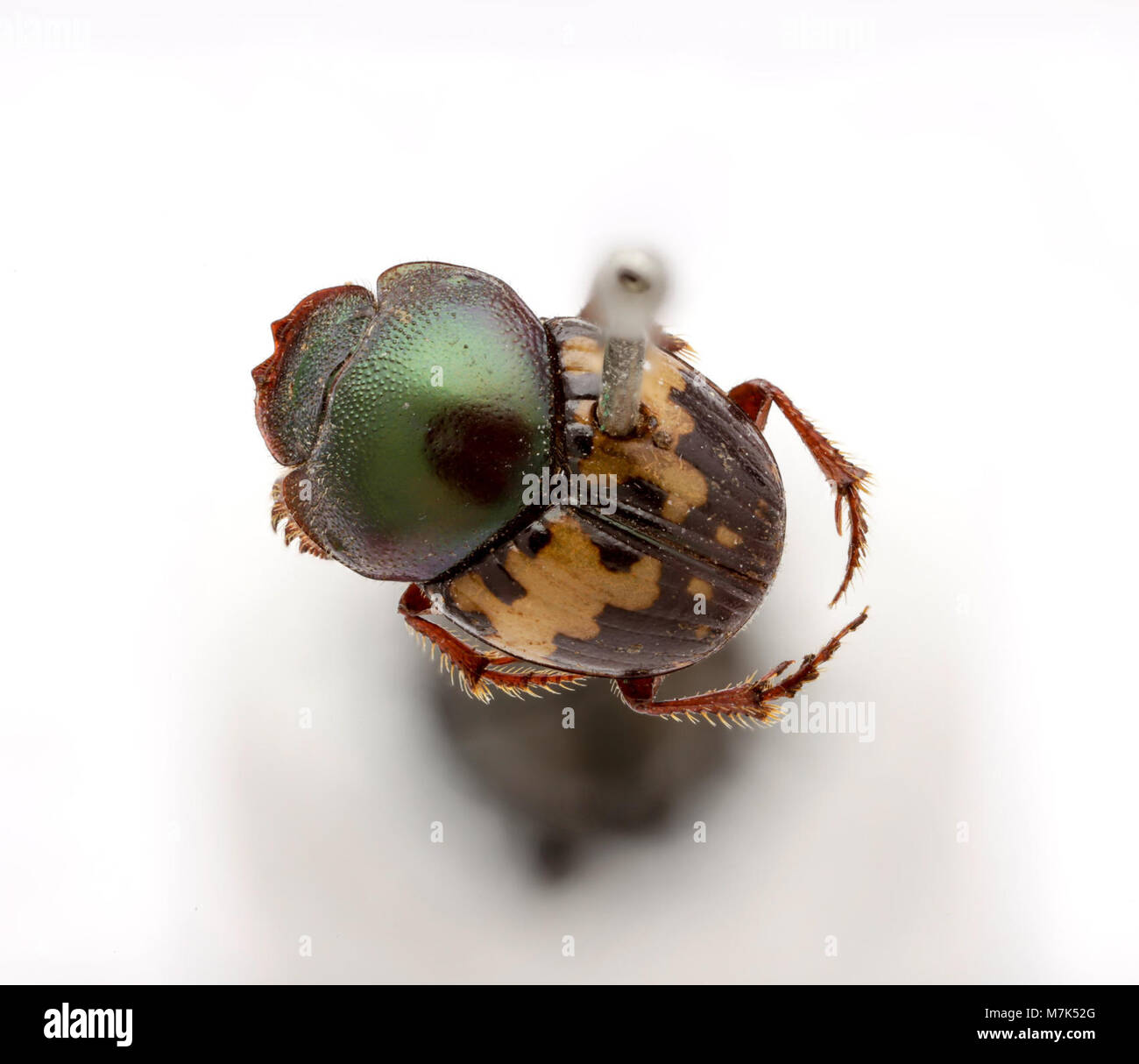 An image of Onthophagus elegans, a species of dung beetle known for its ...
