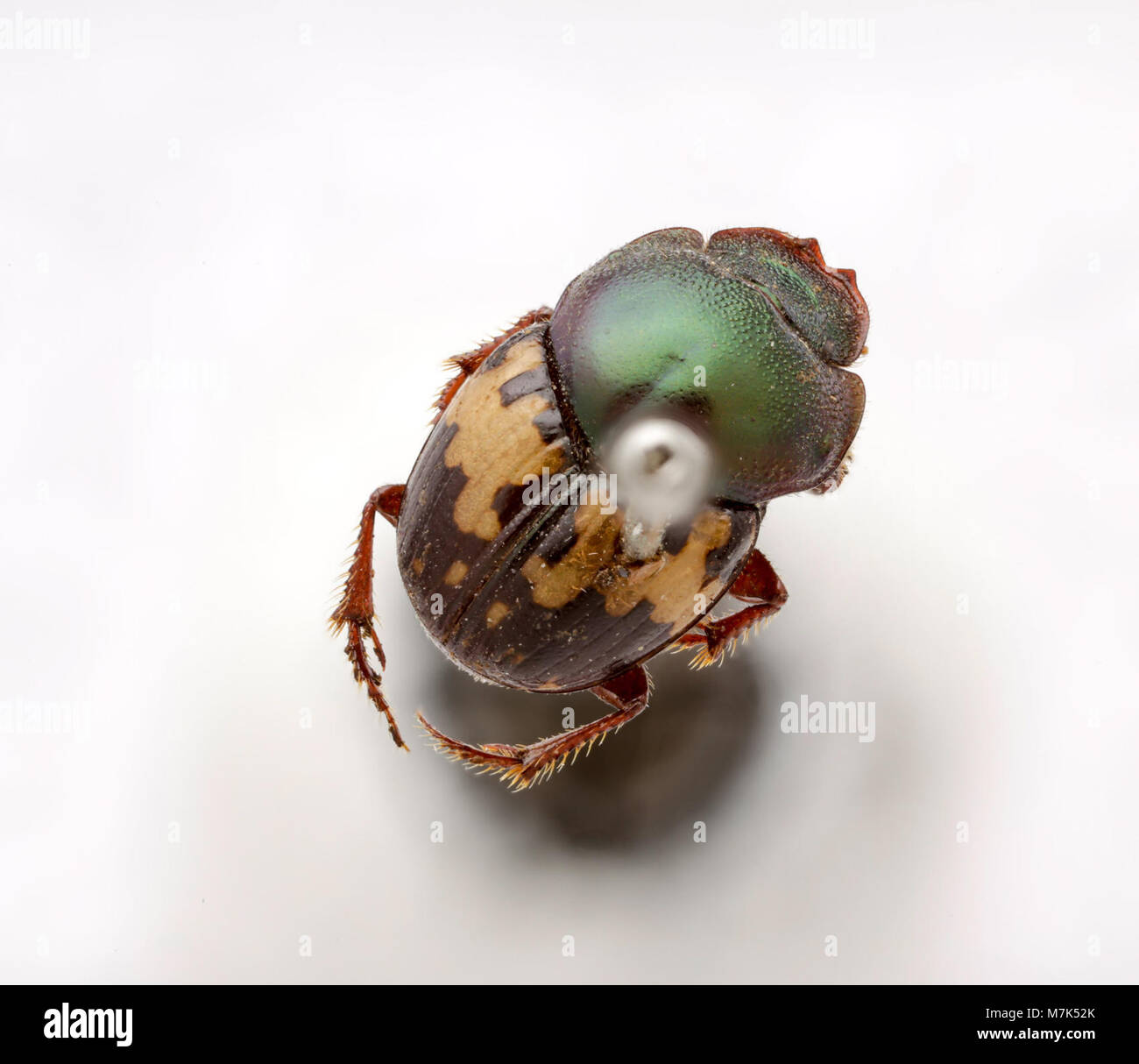 An illustration of Onthophagus elegans, a species of dung beetle ...