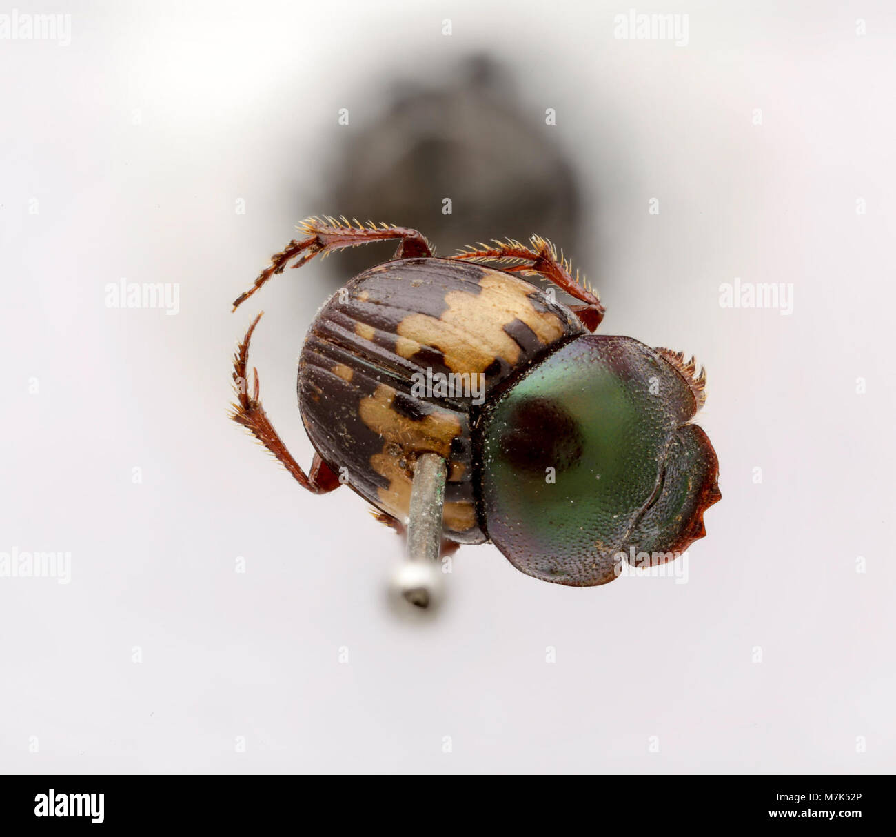 A detailed image of Onthophagus elegans, a species of dung beetle ...