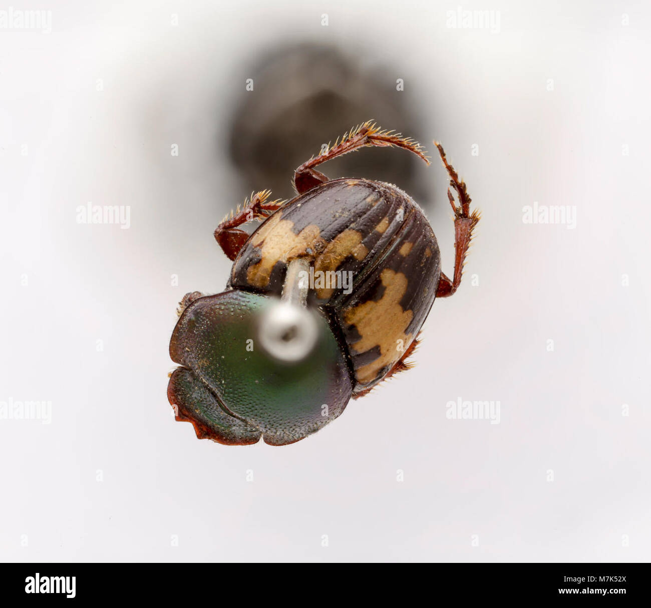 A depiction of Onthophagus elegans, a species of dung beetle known for ...