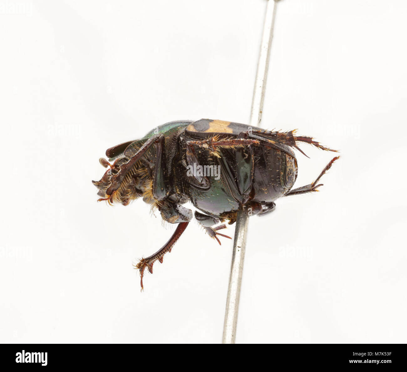 Onthophagus elegans, a species of dung beetle, is known for its ...