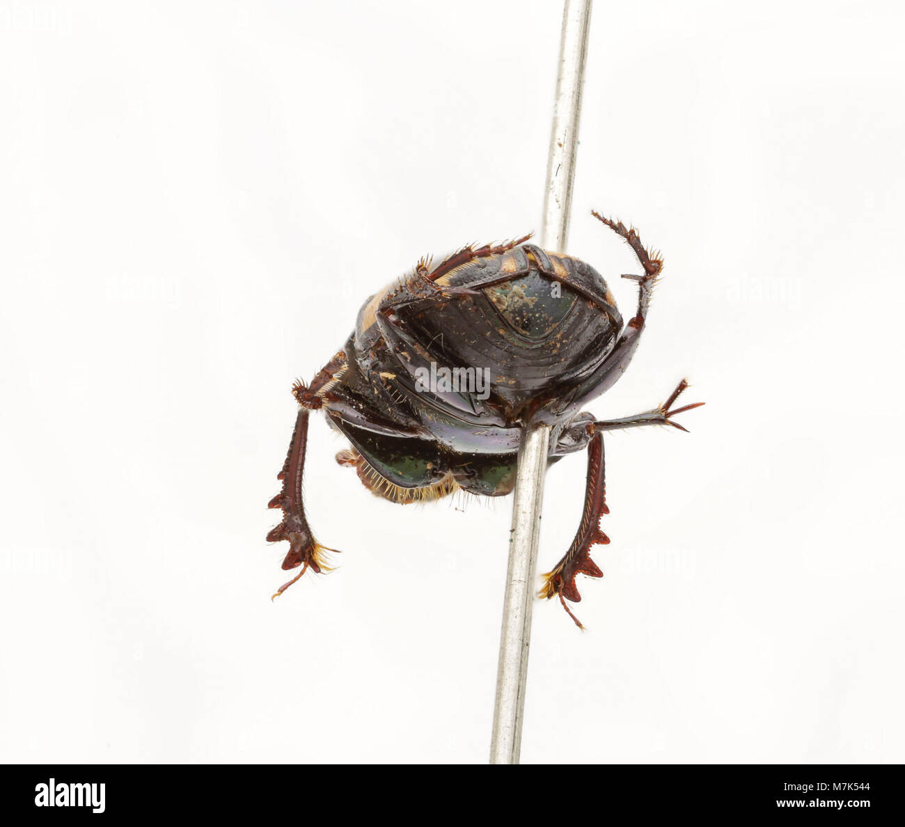 A scientific image of Onthophagus elegans, a species of dung beetle ...