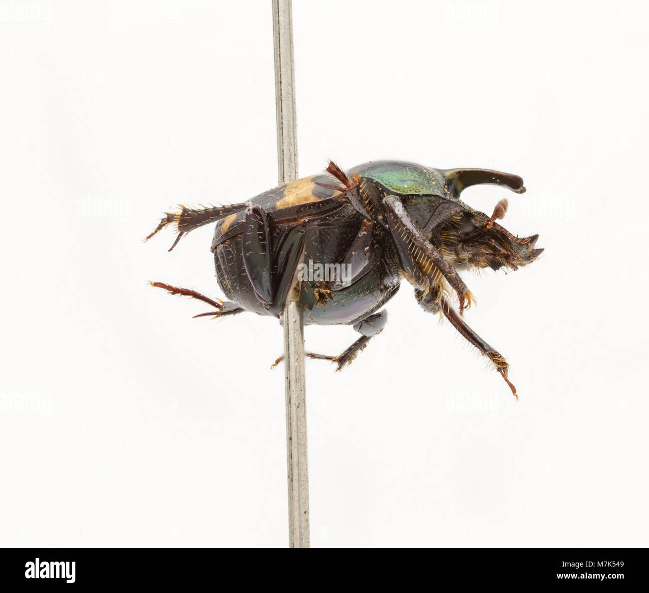 Onthophagus elegans, a species of dung beetle, is featured in this ...