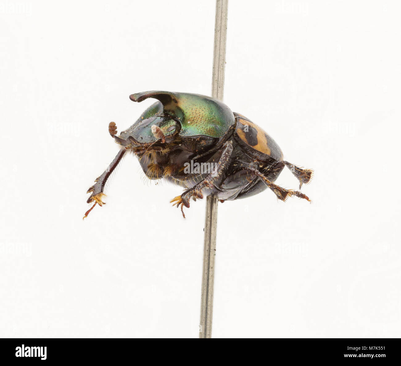 A depiction of the Onthophagus elegans, a species of dung beetle. This ...