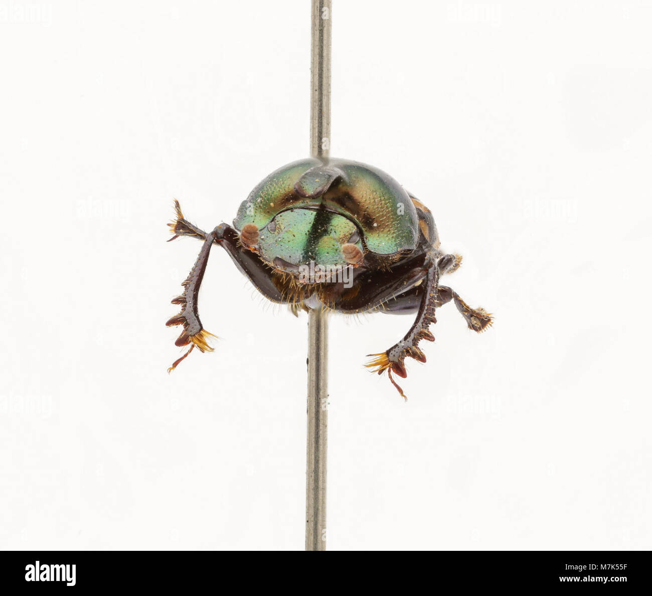 Onthophagus elegans is a species of dung beetle, depicted here in its ...