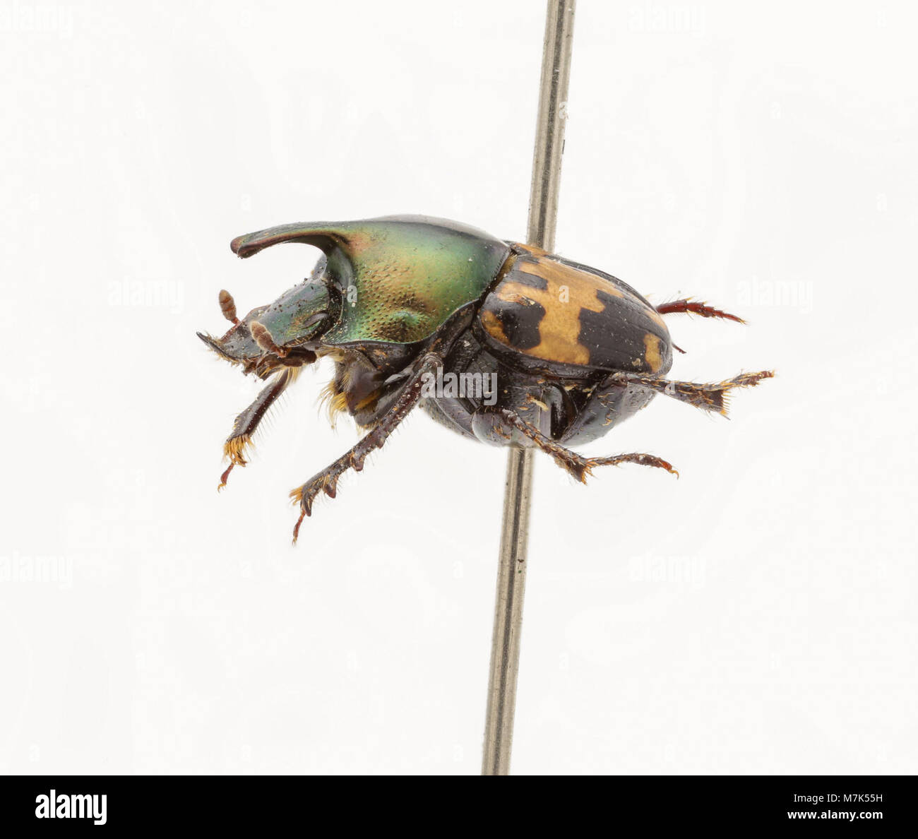 Onthophagus elegans, a species of dung beetle, is featured in this ...