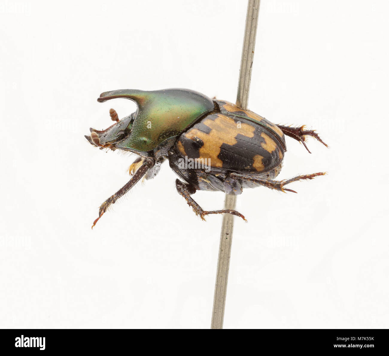 This image shows Onthophagus elegans, a species of dung beetle. The ...