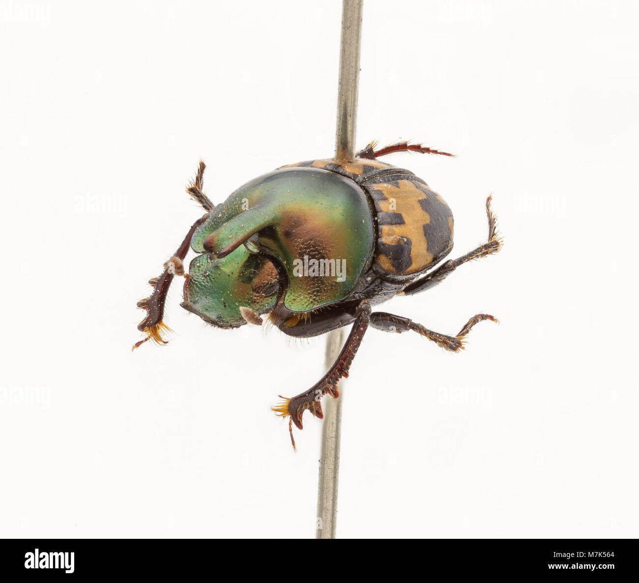 Image or diagram depicting Onthophagus elegans, a species of dung ...