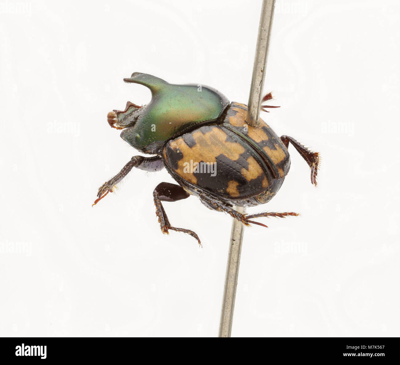 An image of Onthophagus elegans, a species of dung beetle, from the ...