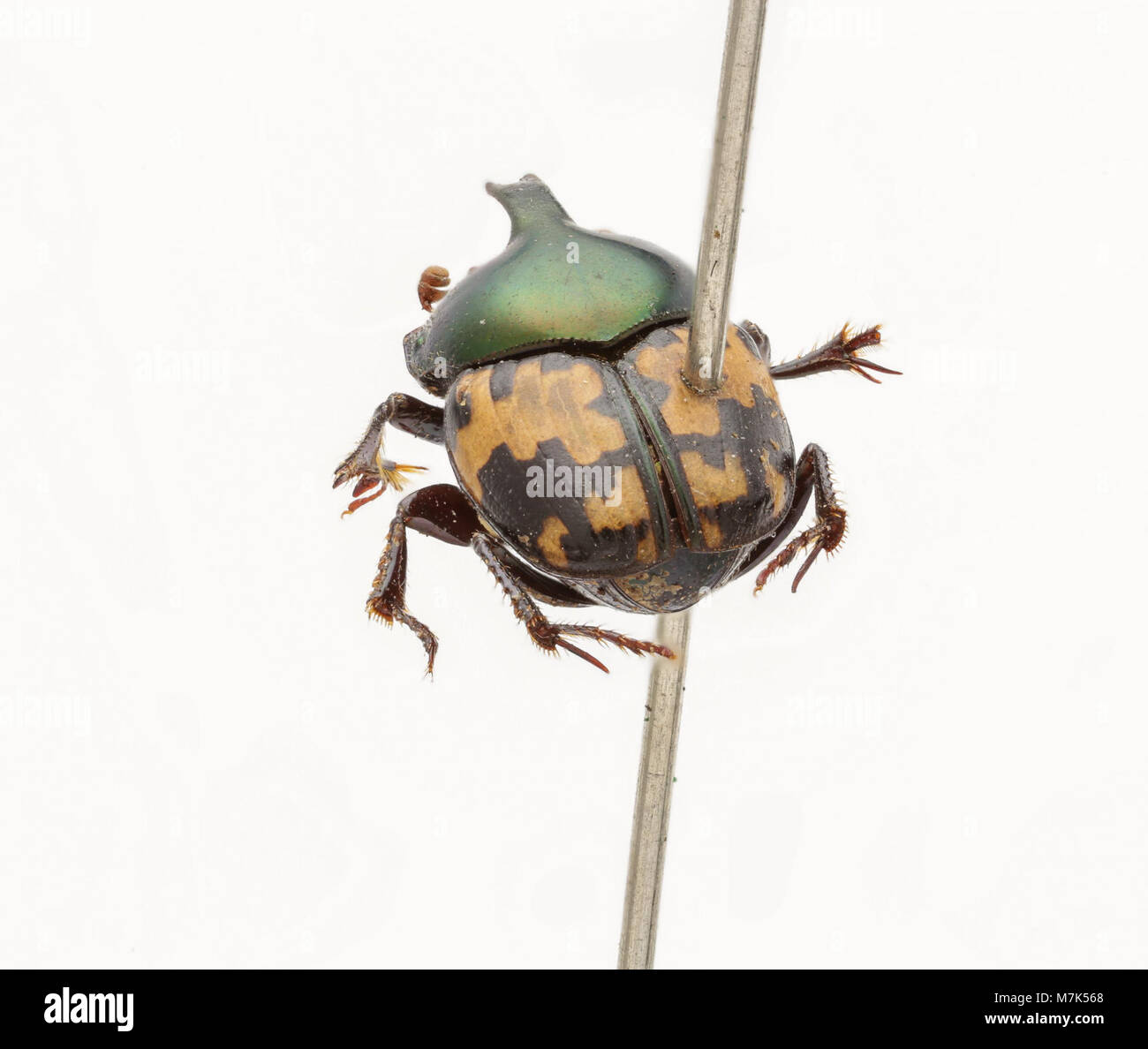 An image of the Onthophagus elegans beetle, highlighting its features ...