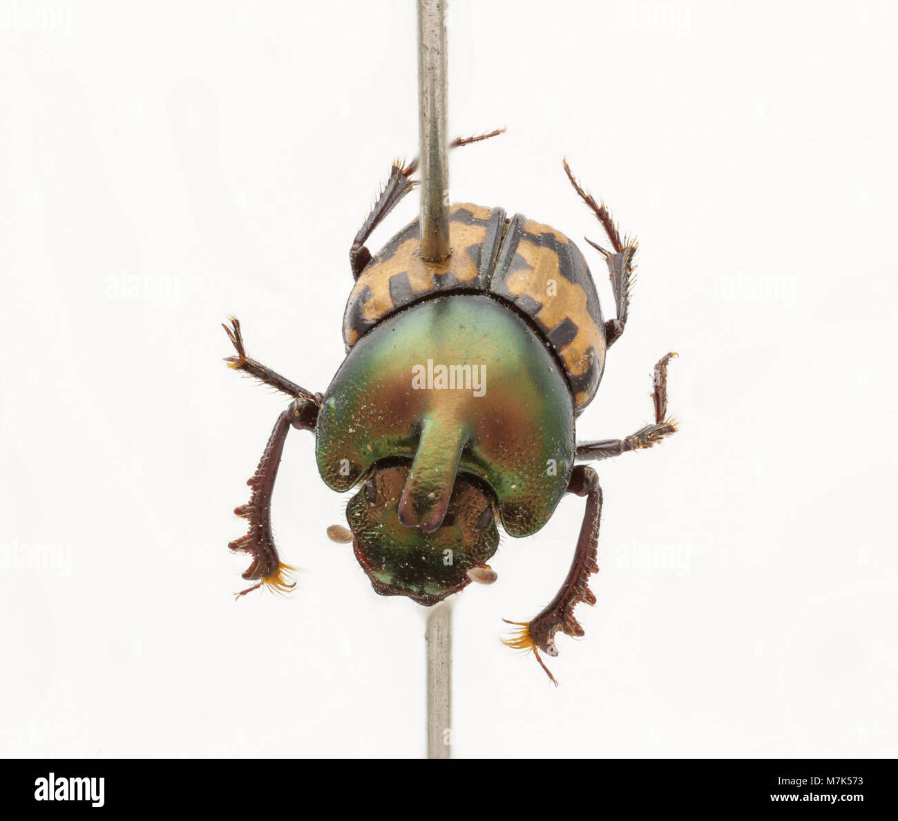 A detailed image of the Onthophagus elegans, a species of dung beetle ...
