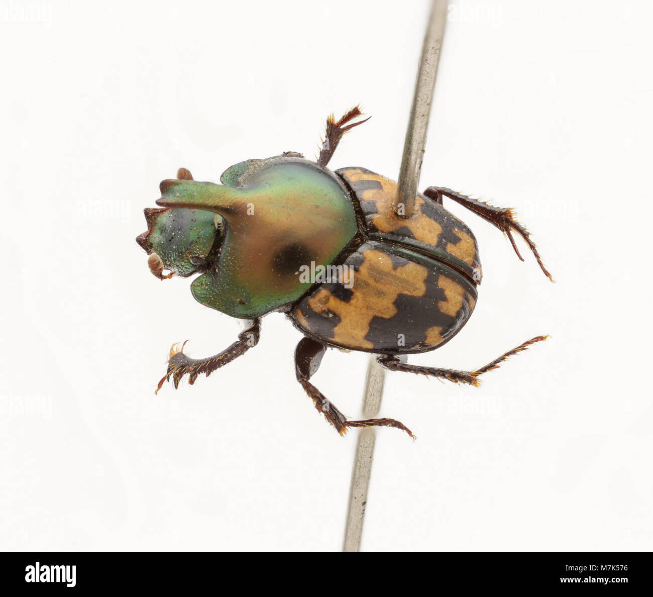 This image shows Onthophagus elegans, a species of dung beetle in the ...