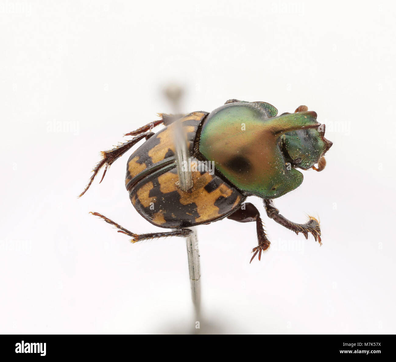 Onthophagus elegans, a species of dung beetle, shown in the Zoosphere ...