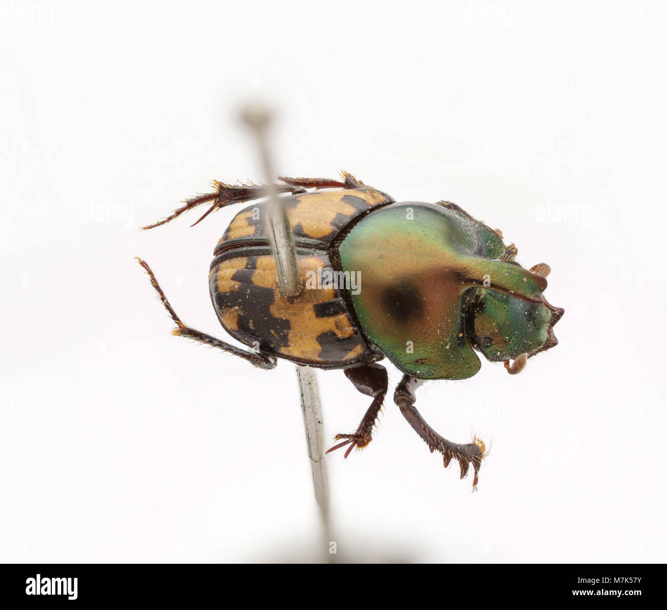 The image shows Onthophagus elegans, a species of dung beetle, captured ...