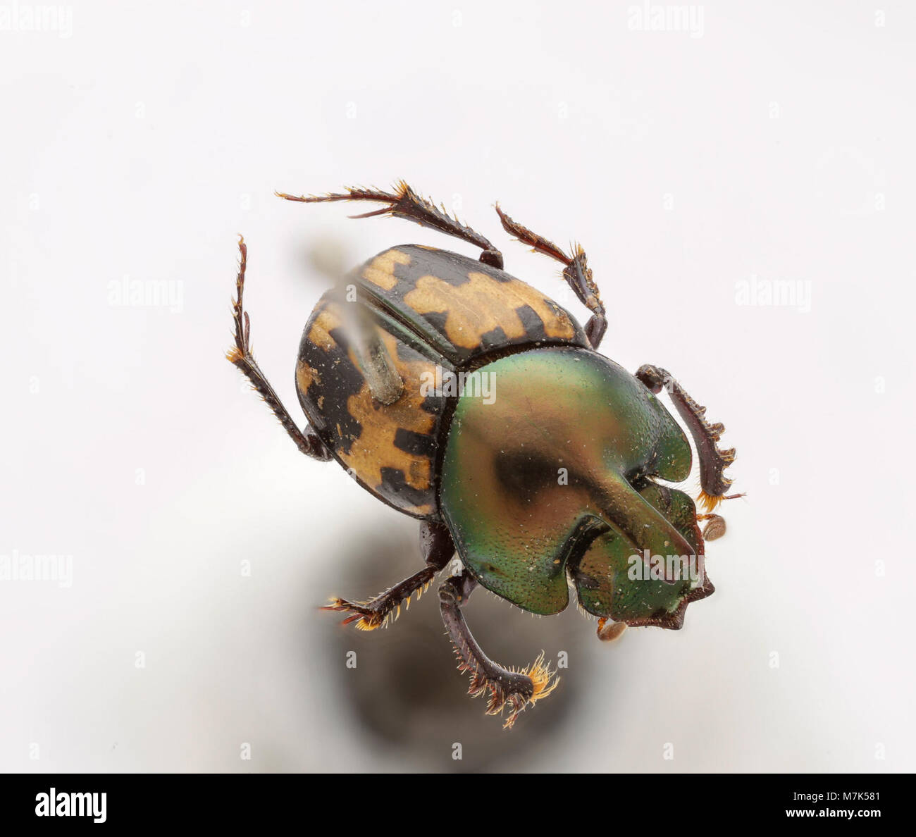 This image depicts Onthophagus elegans, a species of dung beetle. It is ...