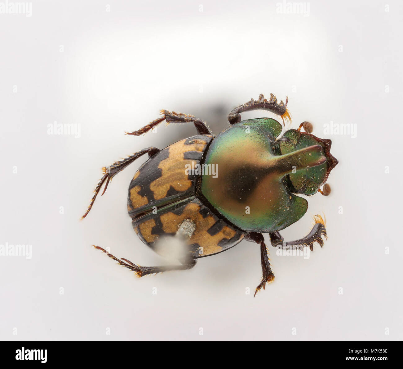 This image features Onthophagus elegans, a species of dung beetle known ...