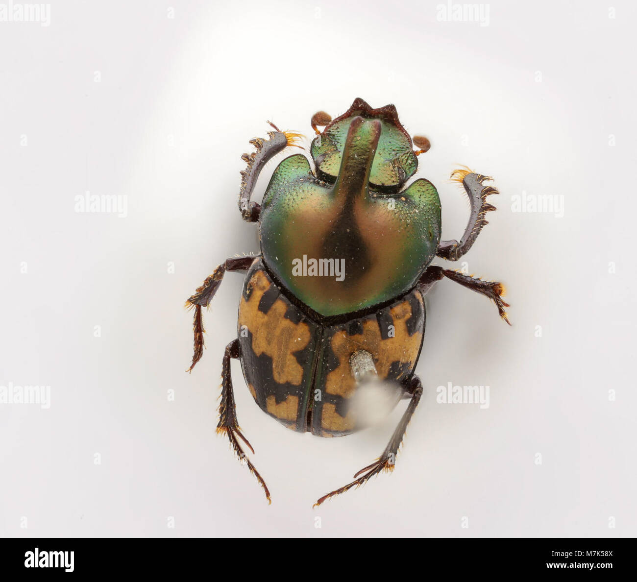 A detailed image of *Onthophagus elegans*, a species of dung beetle ...