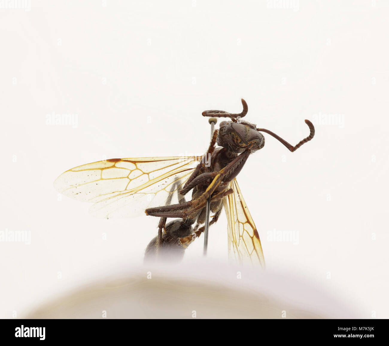 A detailed image of Paraponera clavata, known as the bullet ant ...