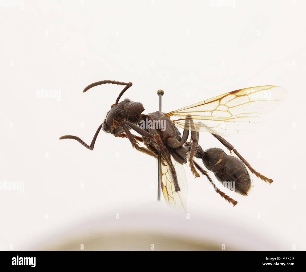 Paraponera clavata, commonly known as the bullet ant, is shown in this ...