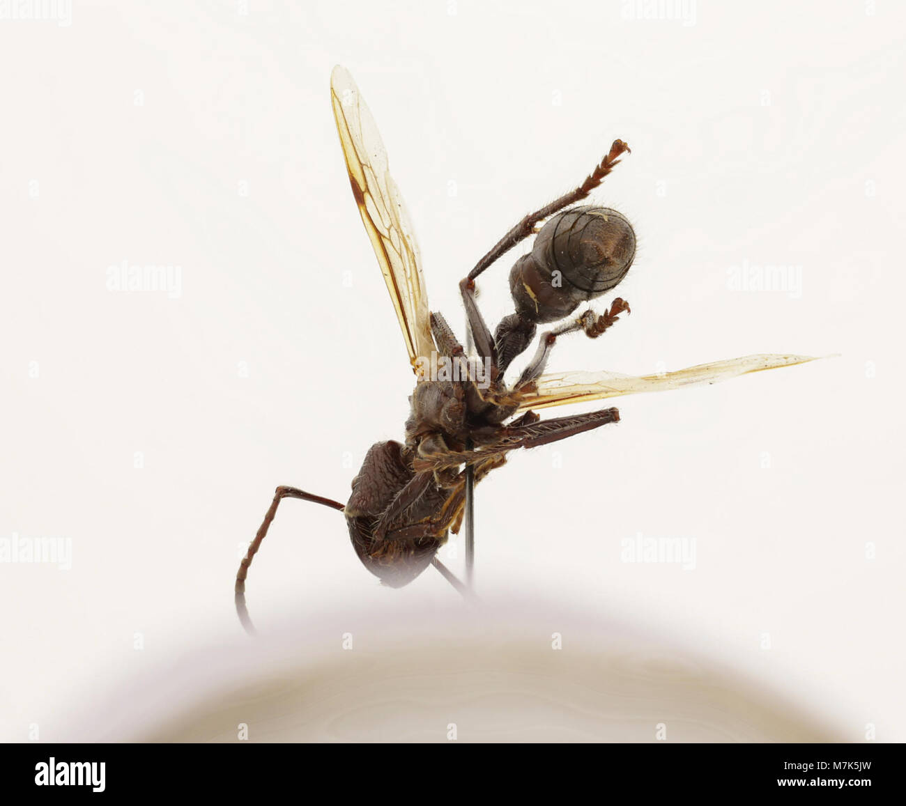 An image of the Paraponera clavata, also known as the bullet ant ...