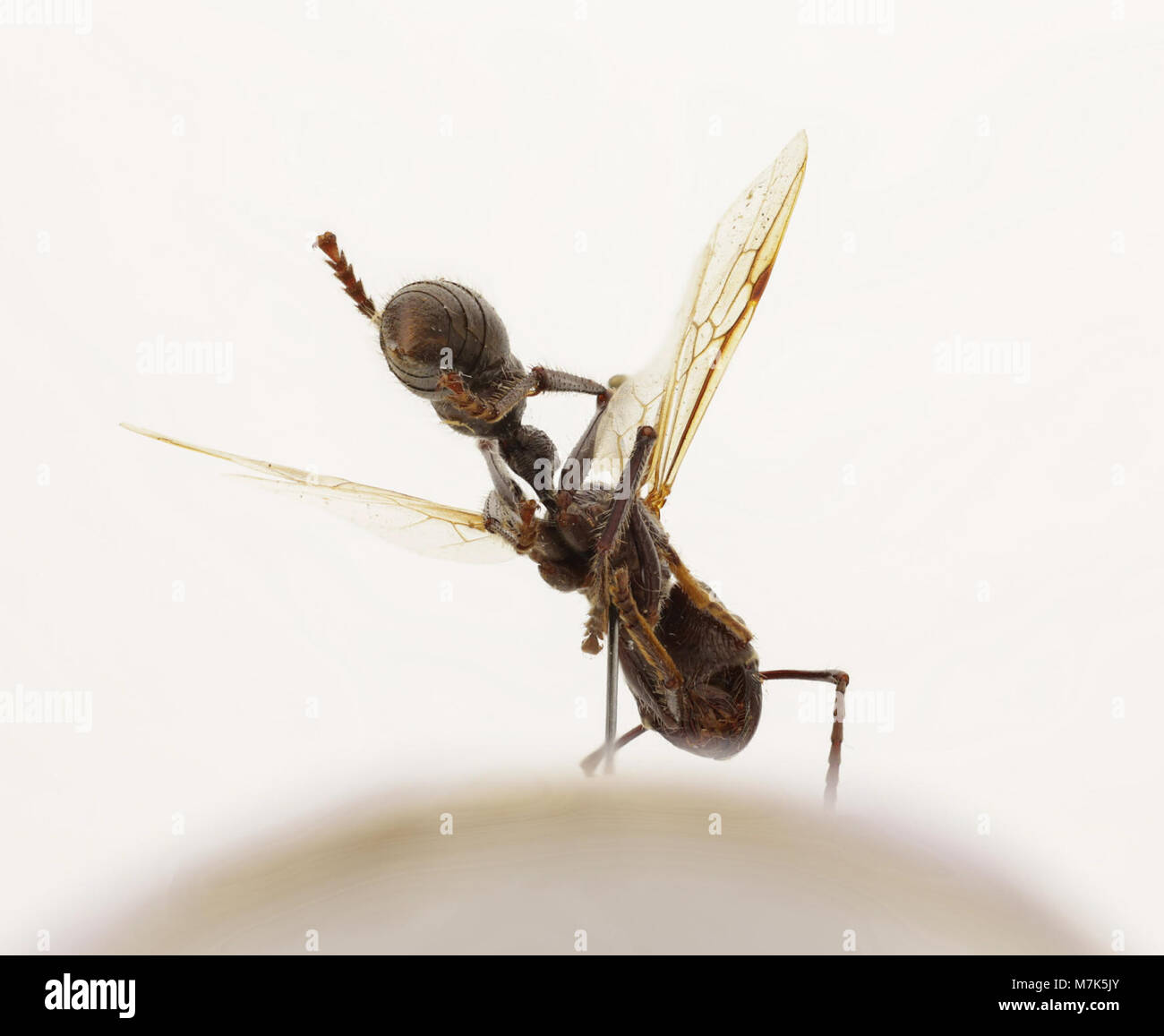 Paraponera clavata, also known as the bullet ant, is a venomous species ...