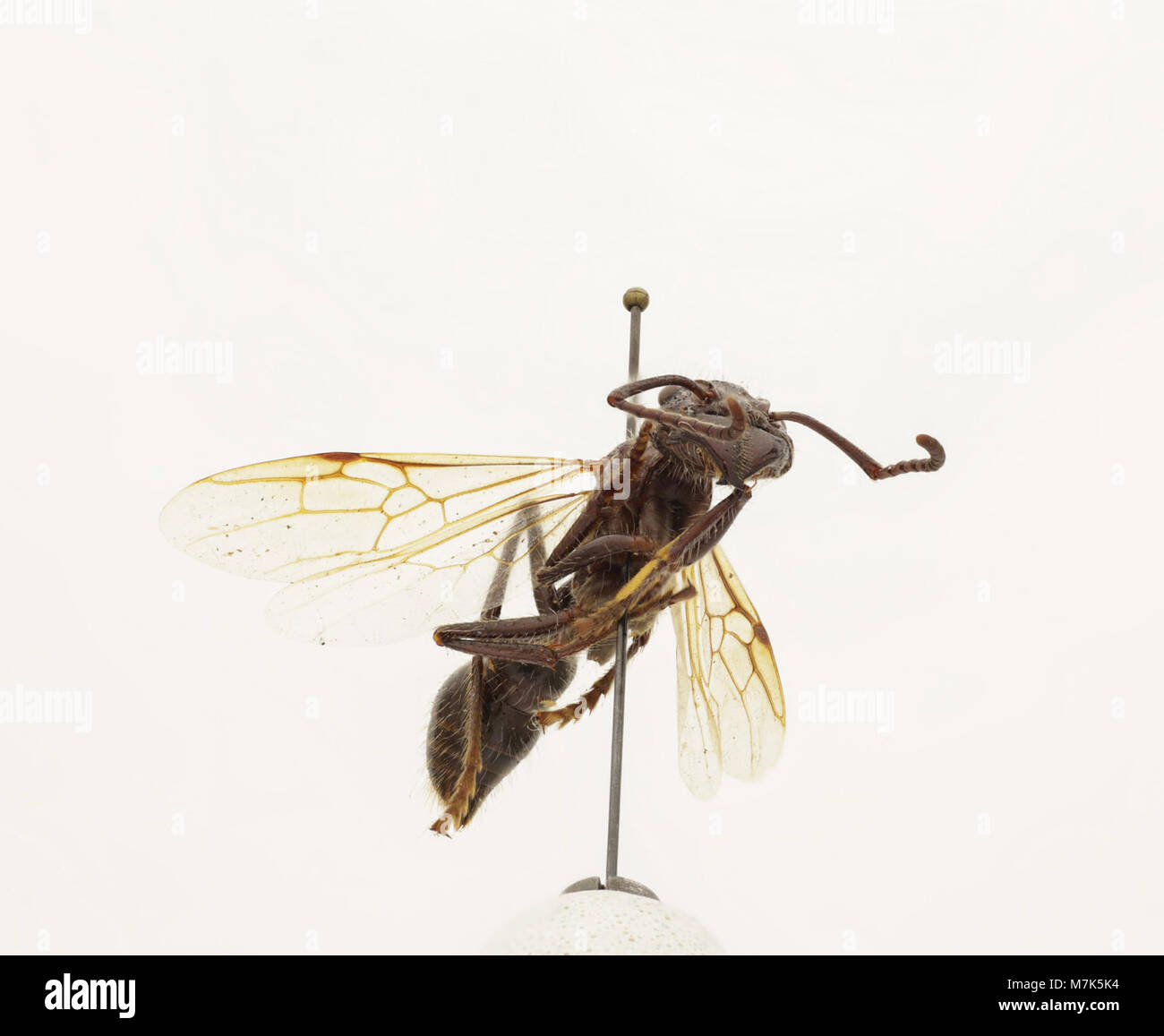 Image of Paraponera clavata, commonly known as the bullet ant ...