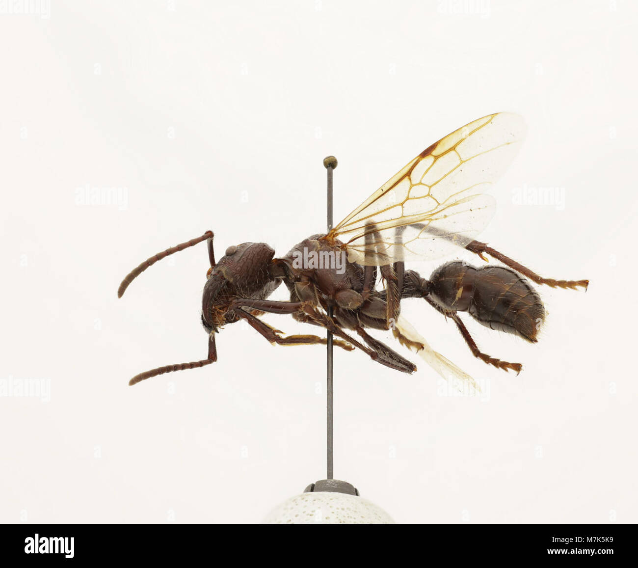 An image of Paraponera clavata, known as the bullet ant, known for its ...