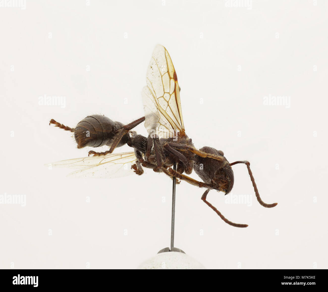 Paraponera clavata, known as the bullet ant, is a species of ant ...