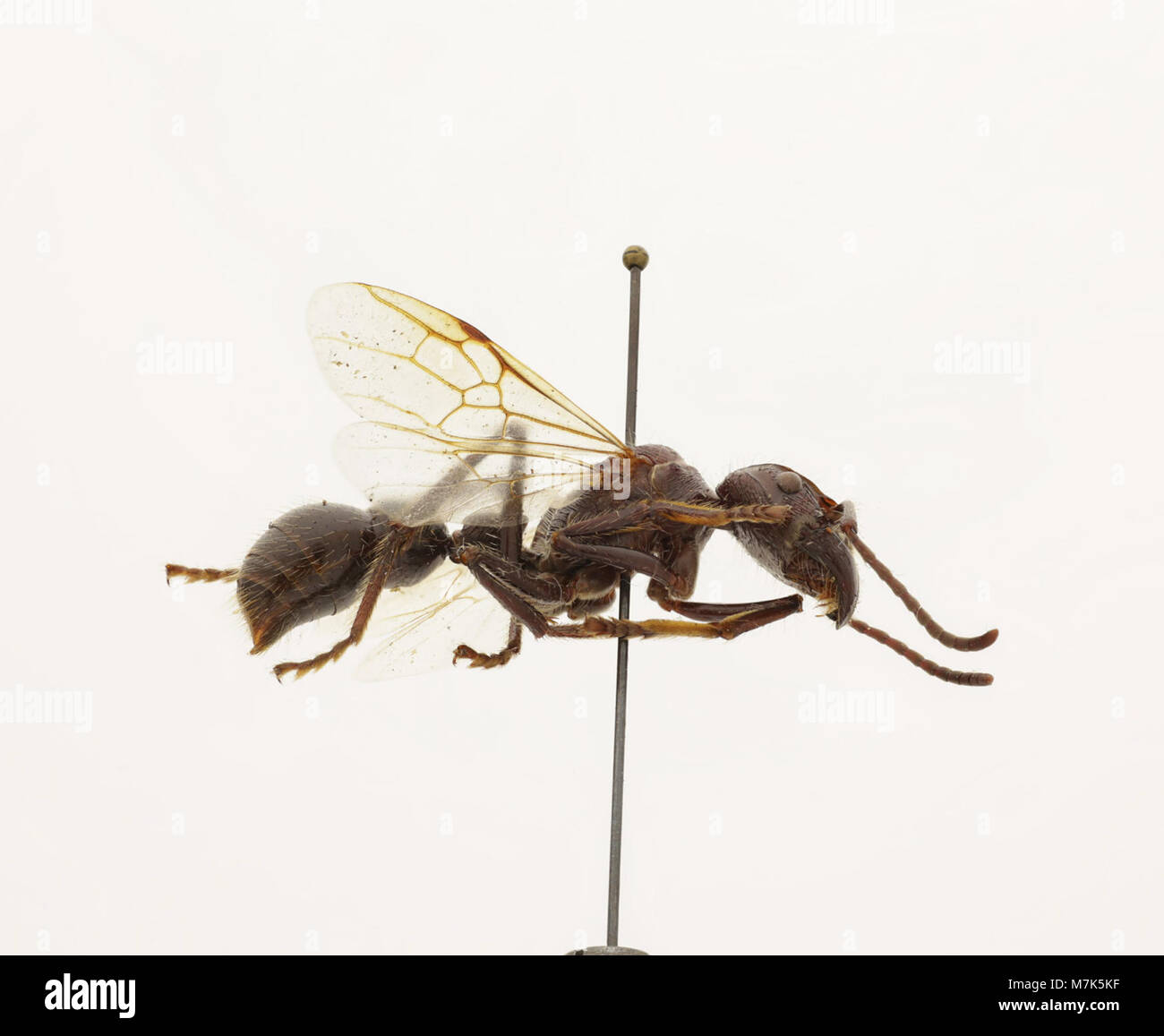 An image of Paraponera clavata, commonly known as the bullet ant, one ...