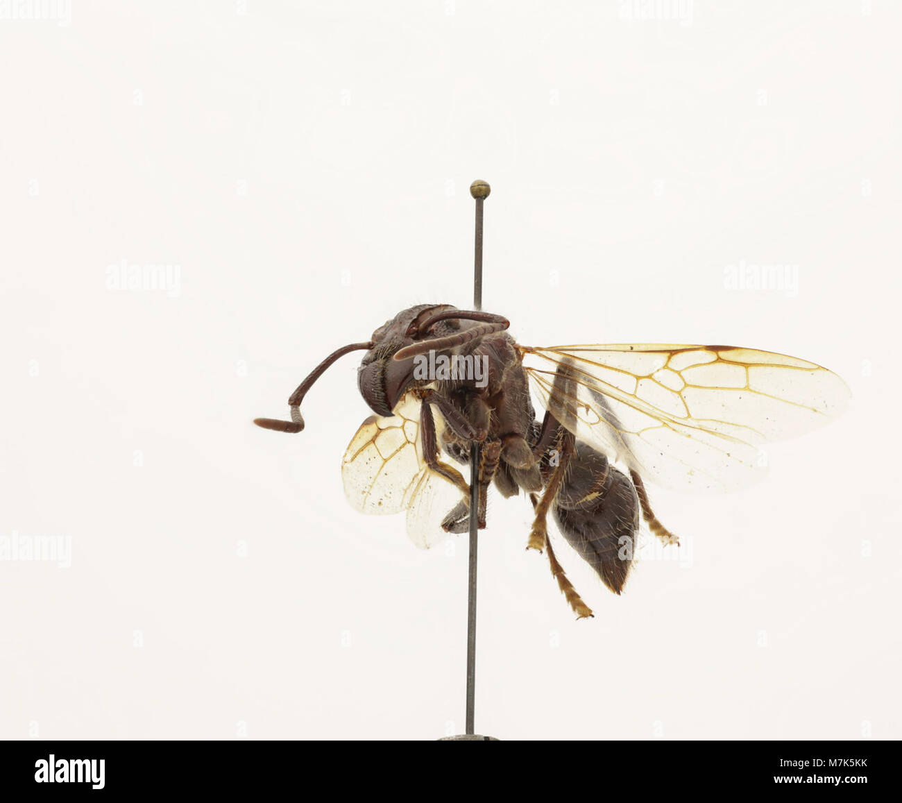 A detailed image of Paraponera clavata, also known as the bullet ant ...