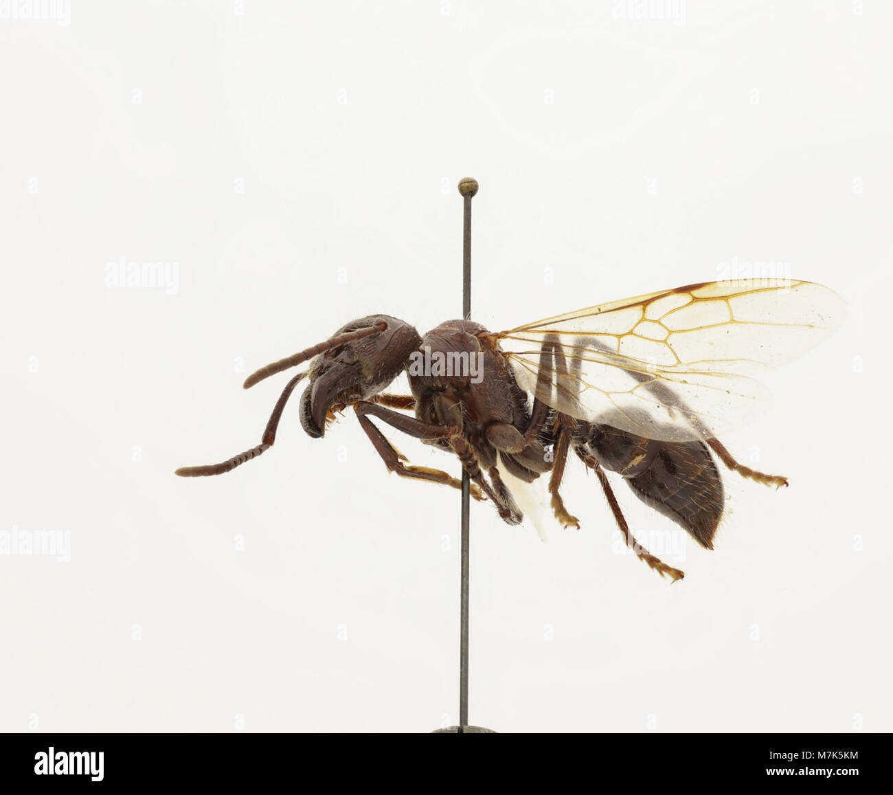 Paraponera clavata, also known as the bullet ant, recognized for its ...