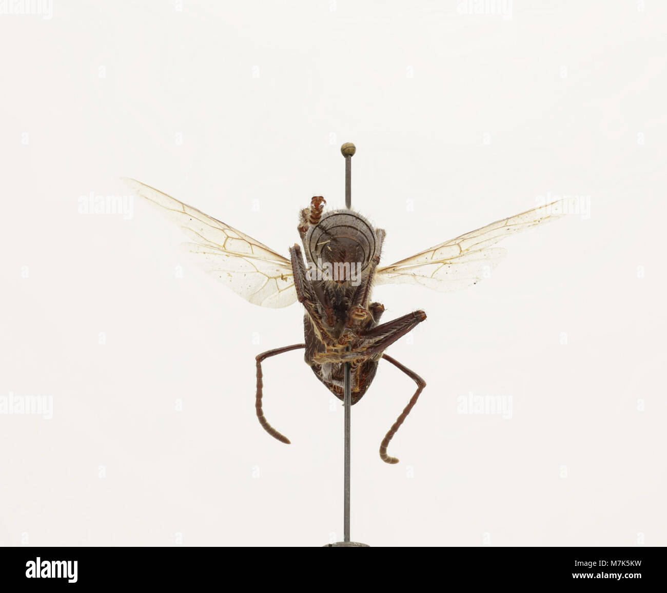 Paraponera clavata (Zoosphere 100 034 Stock Photo - Alamy