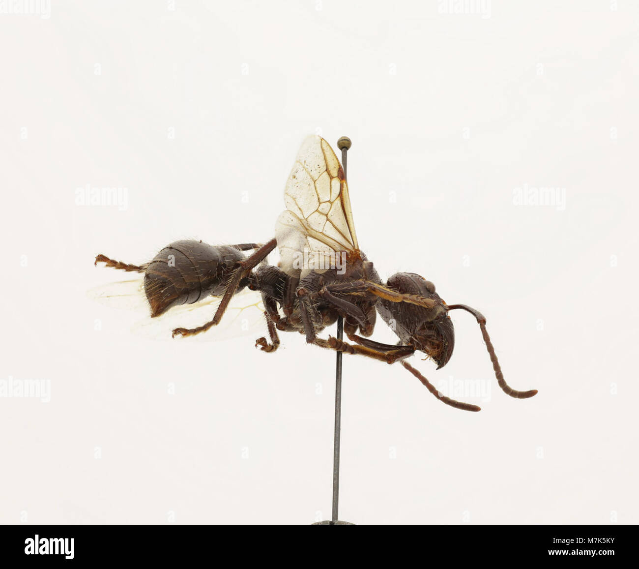 This image features Paraponera clavata, also known as the bullet ant ...