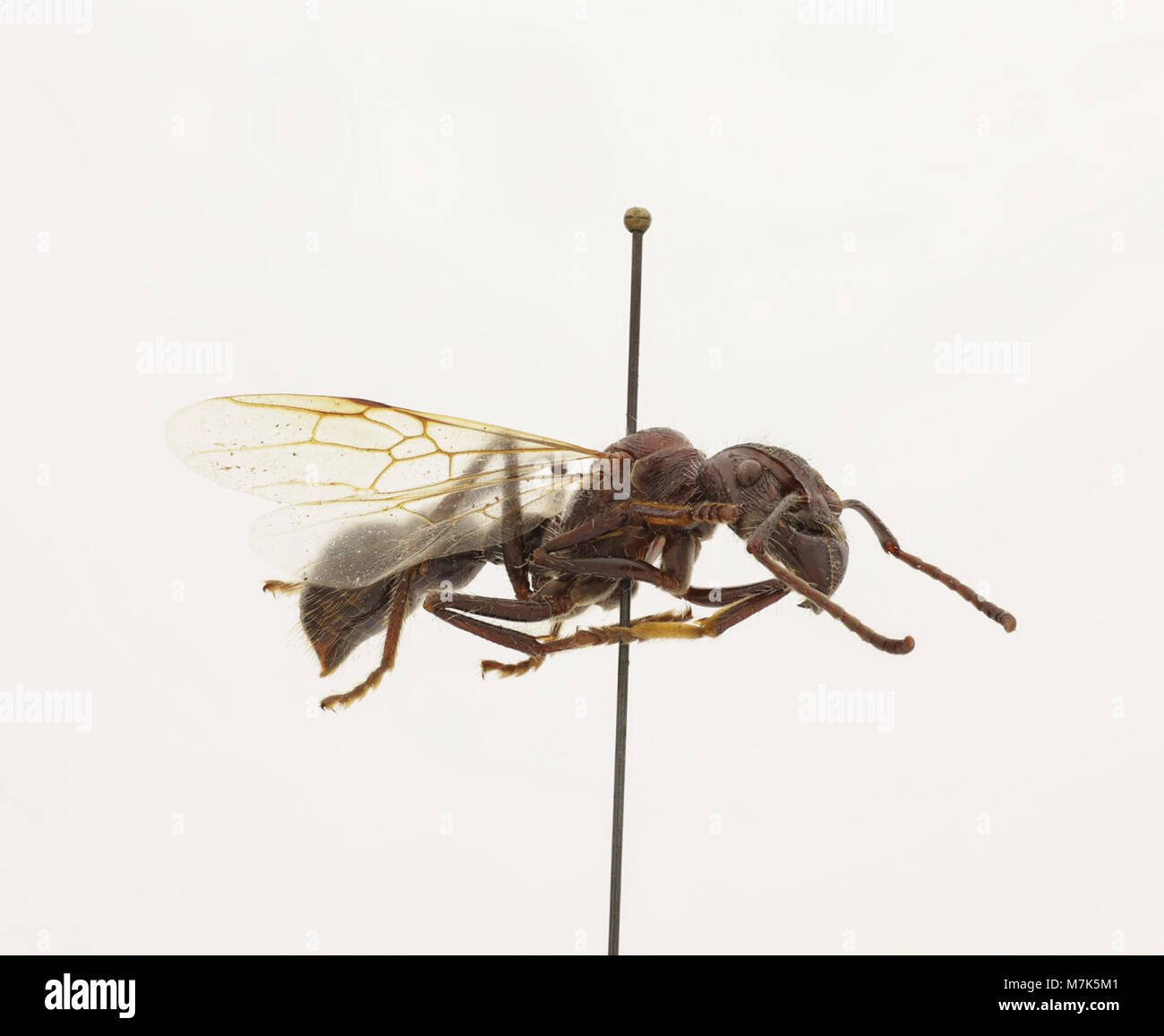 Bullet ant habitat hi-res stock photography and images - Alamy