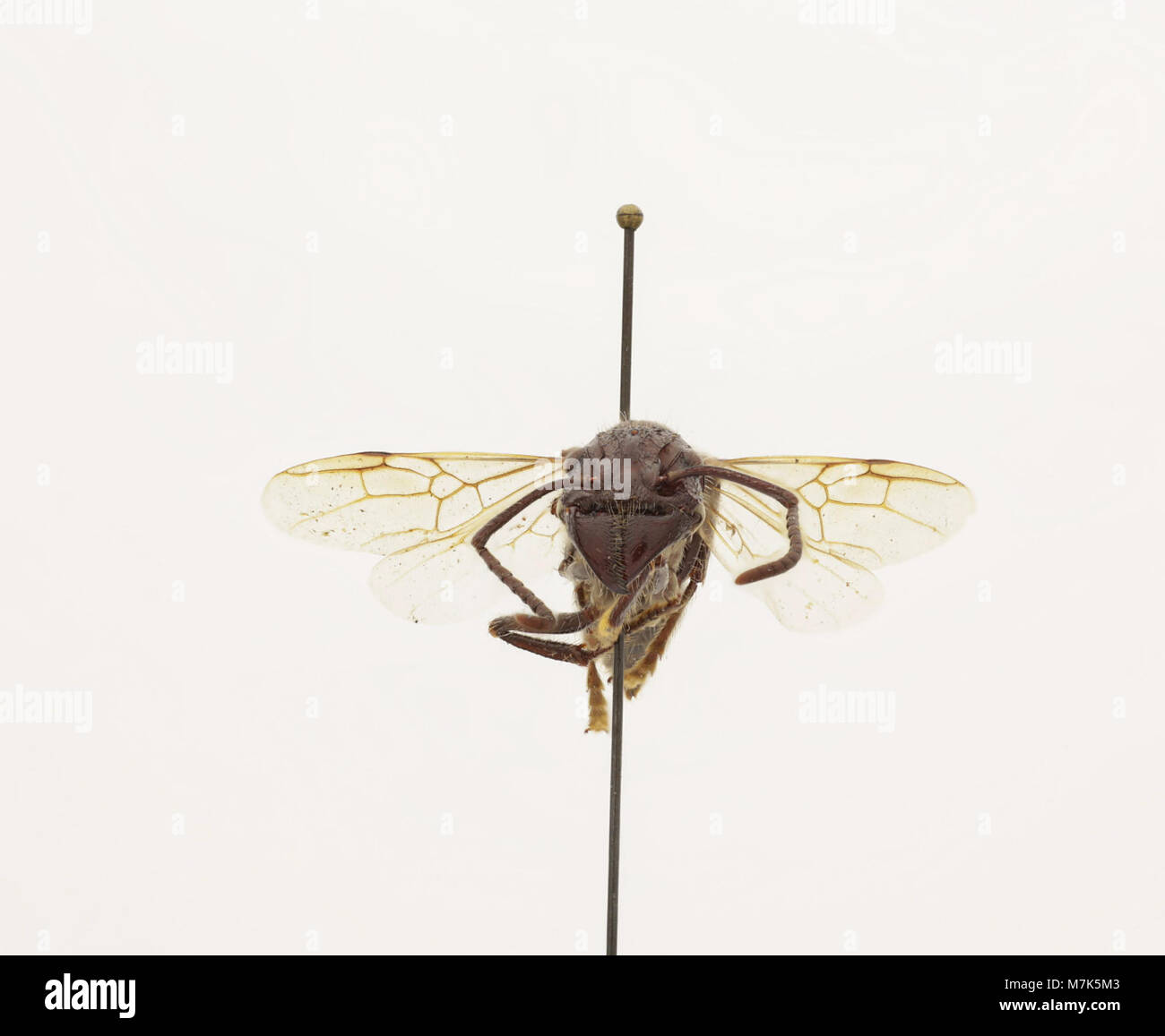 Image of Paraponera clavata, commonly known as the bullet ant ...