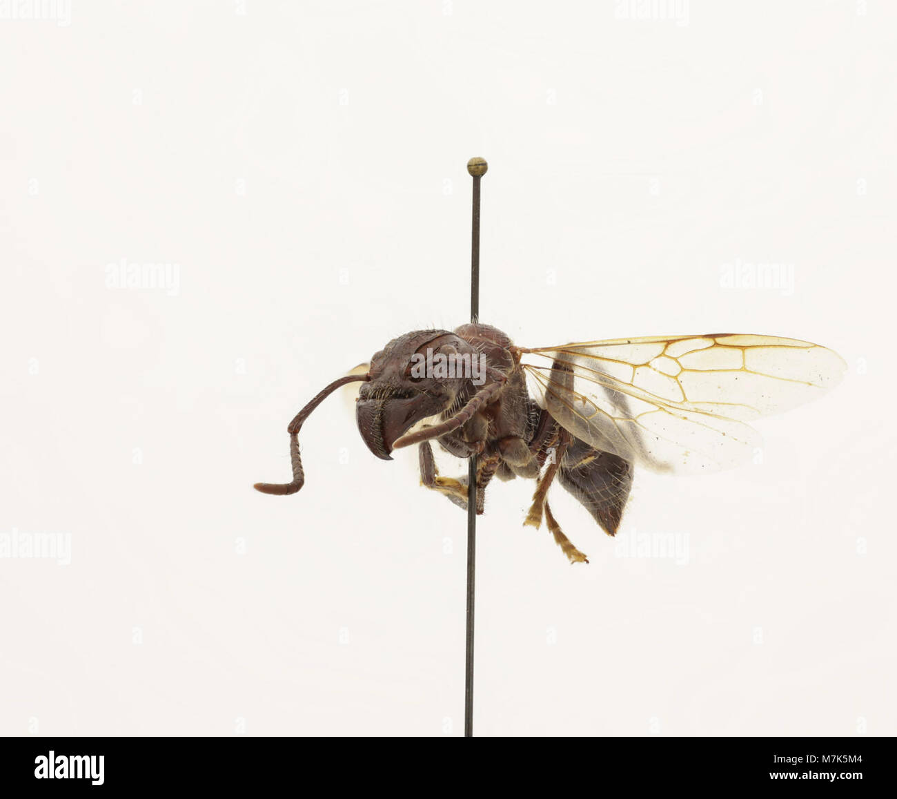 Paraponera clavata, also known as the bullet ant, is a species known ...