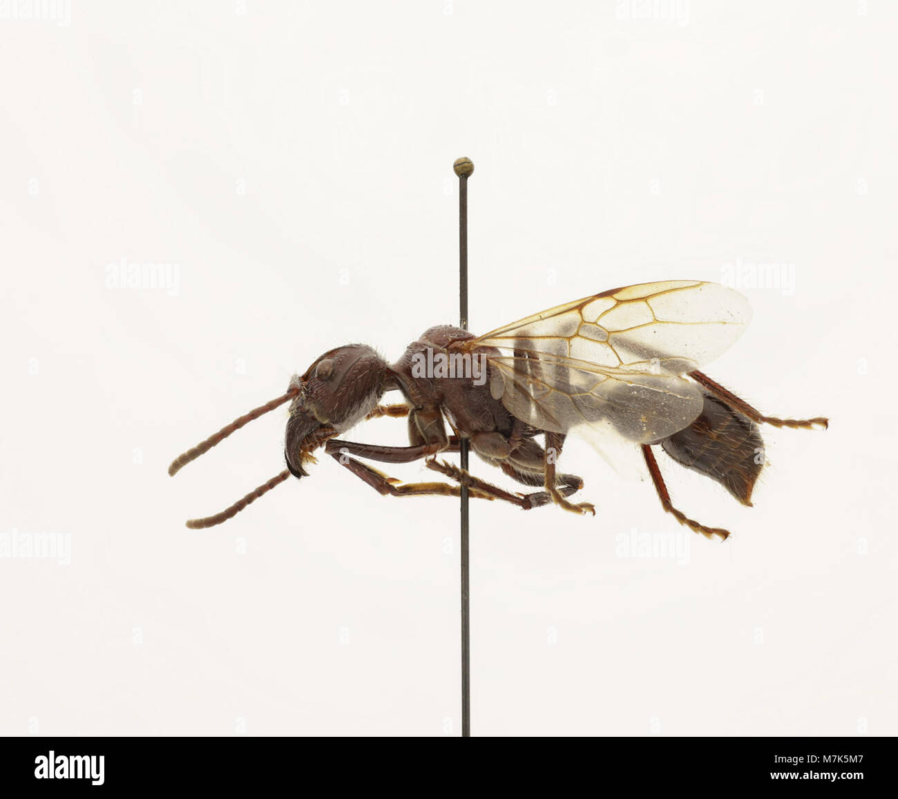 This image shows Paraponera clavata, commonly known as the bullet ant ...