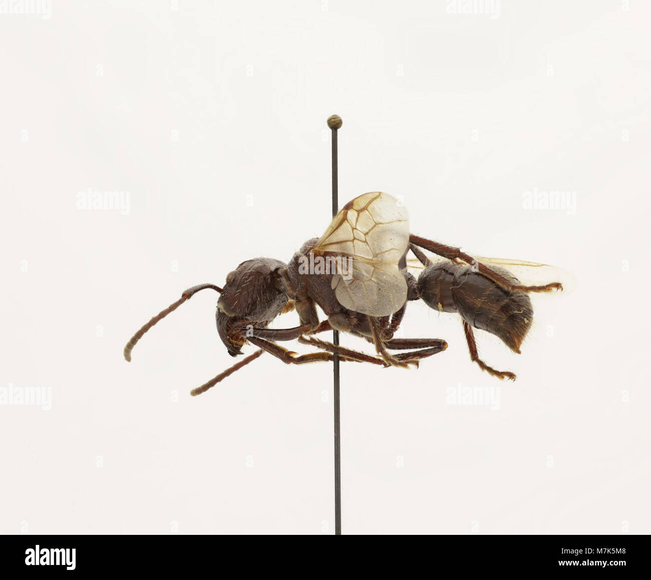 Close-up image of Paraponera clavata, also known as the bullet ant ...