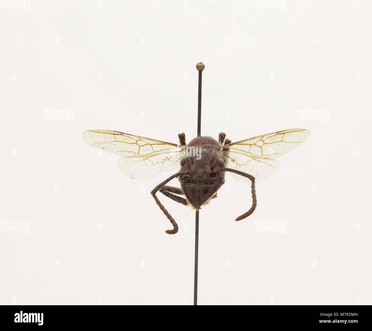 Paraponera clavata, commonly known as the bullet ant, is one of the ...