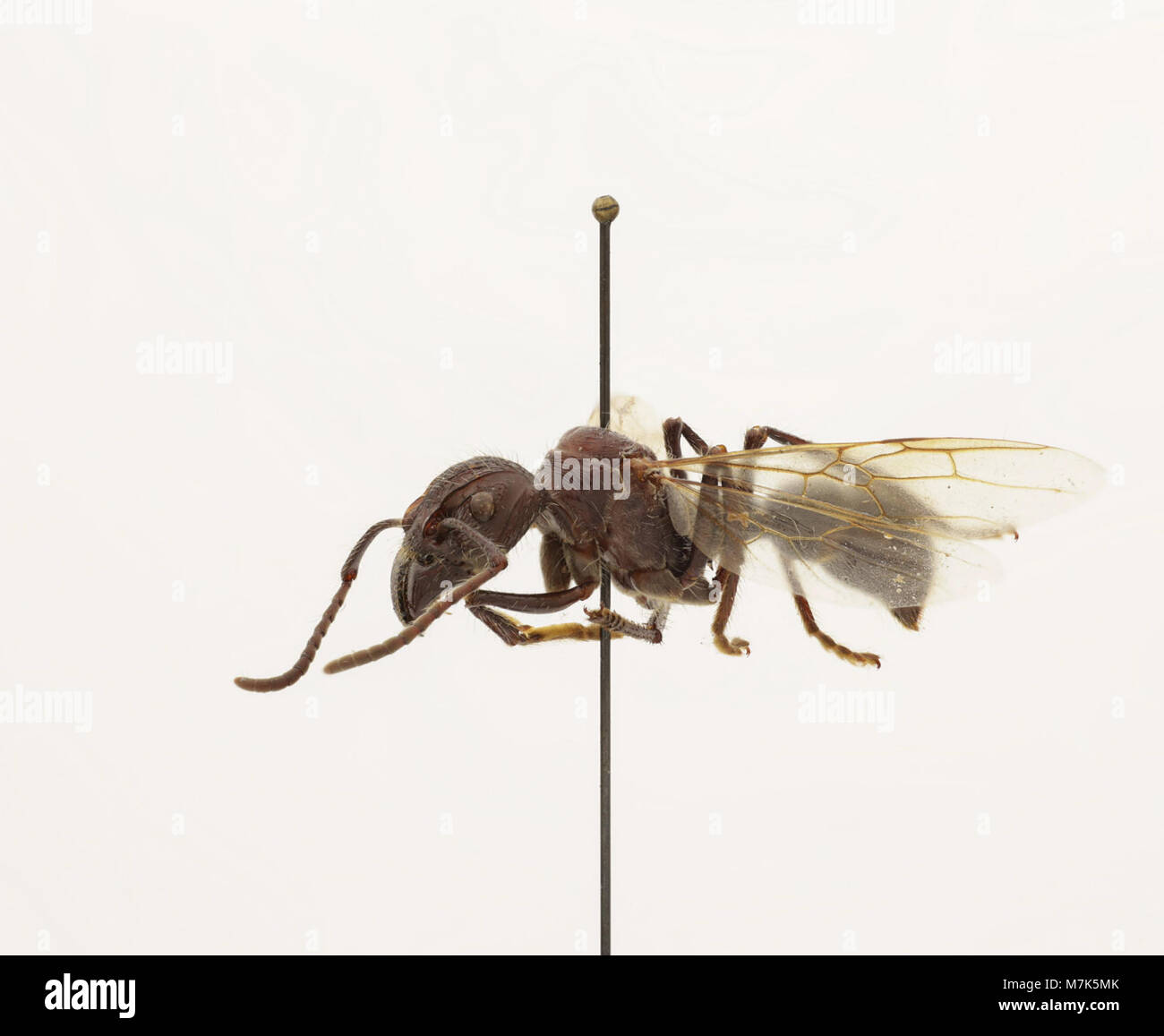 Paraponera clavata, also known as the bullet ant, is noted for its ...