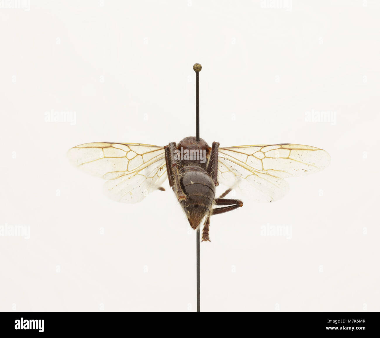 An image of Paraponera clavata, also known as the bullet ant, famous ...