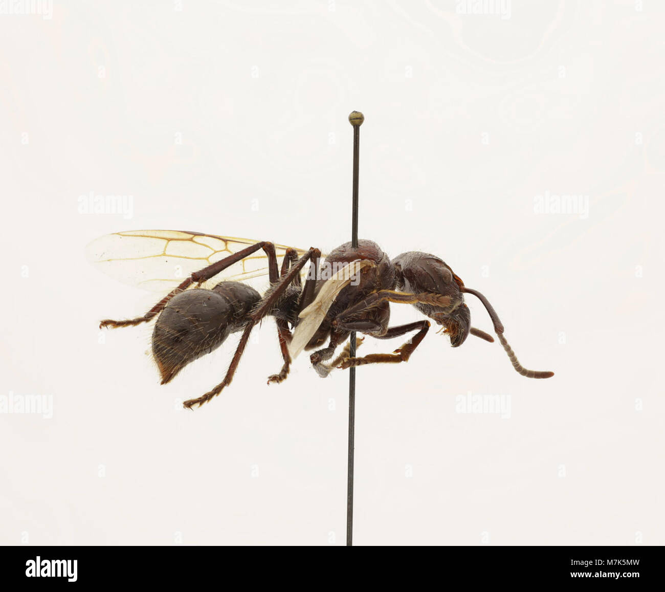 Paraponera clavata, also known as the bullet ant, is known for its ...