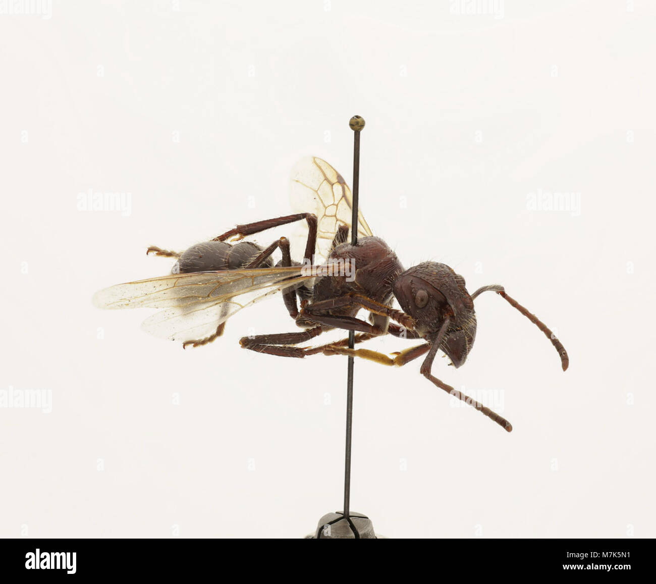 An image of Paraponera clavata, known as the bullet ant, renowned for ...
