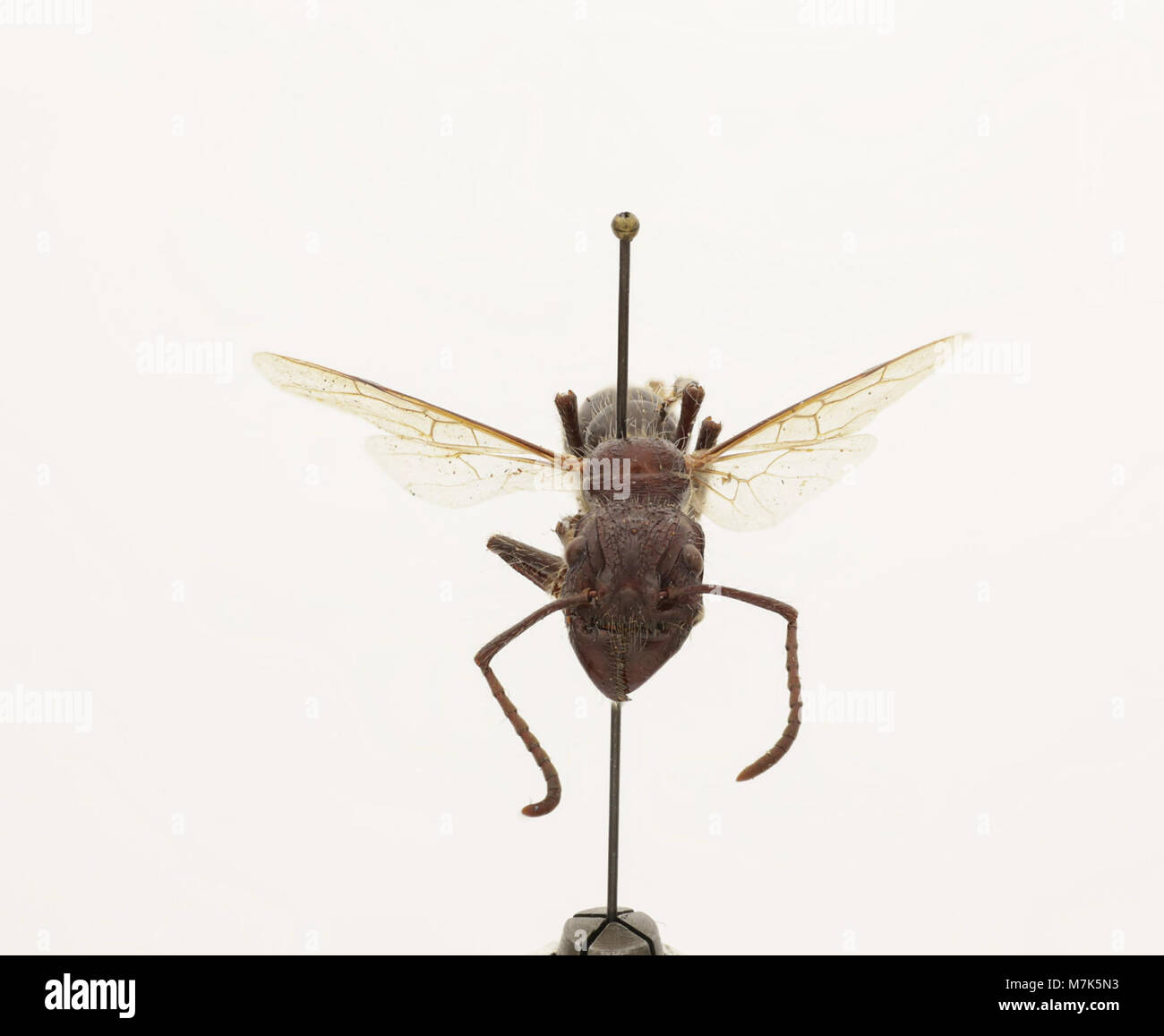 This image shows the Paraponera clavata, also known as the bullet ant ...