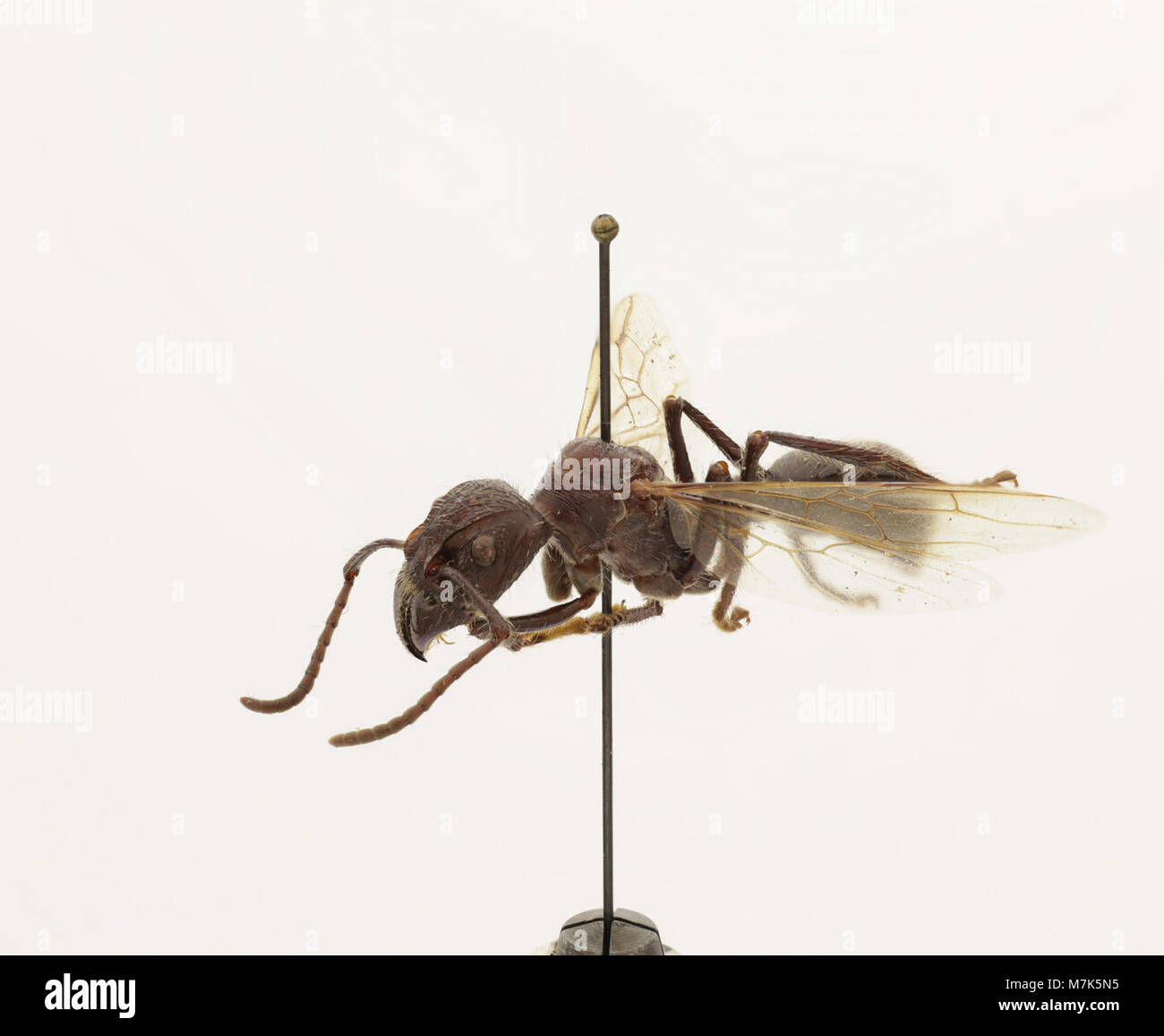 Image of Paraponera clavata, commonly known as the bullet ant. This ...