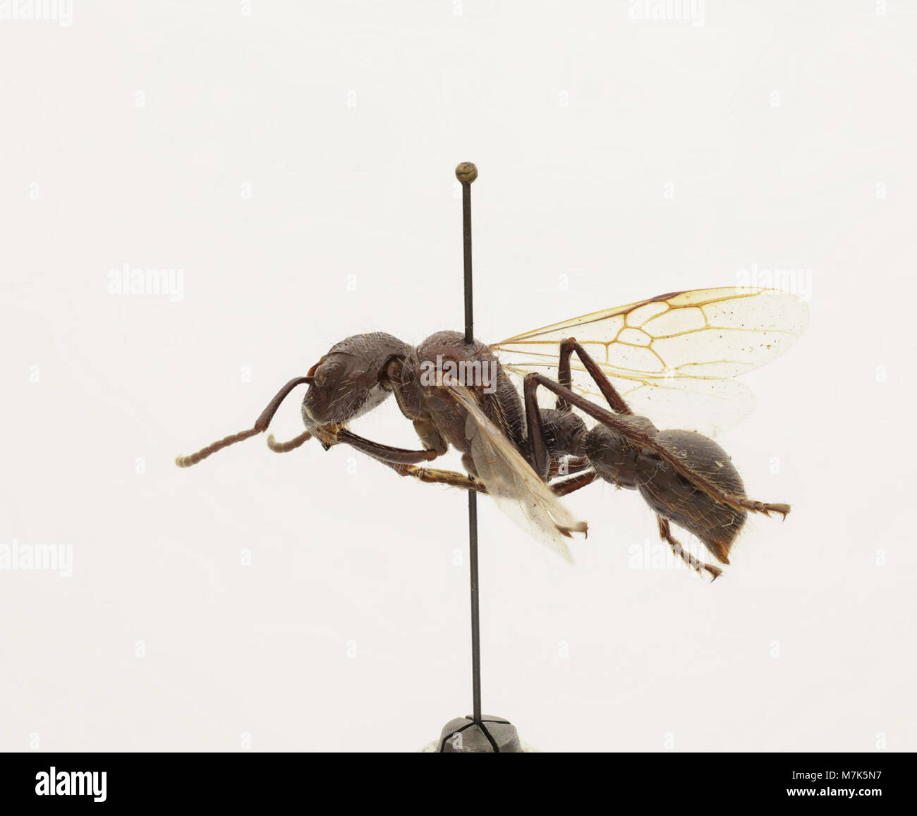 A close-up photograph of Paraponera clavata, commonly known as the ...