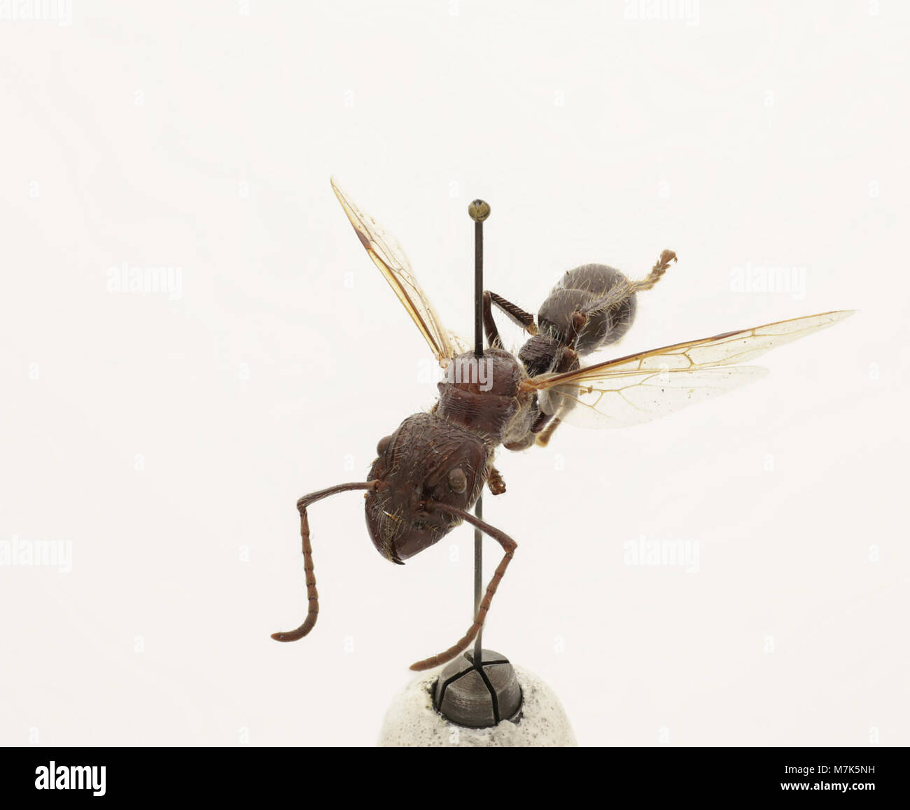 An image of Paraponera clavata, also known as the bullet ant, a species ...